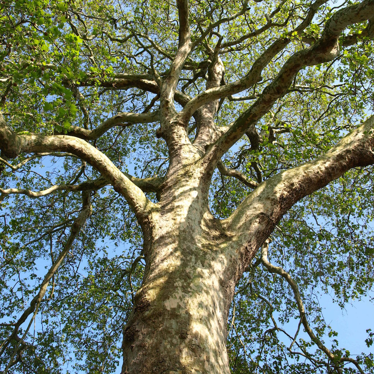 For the love of British trees – Goldfinger